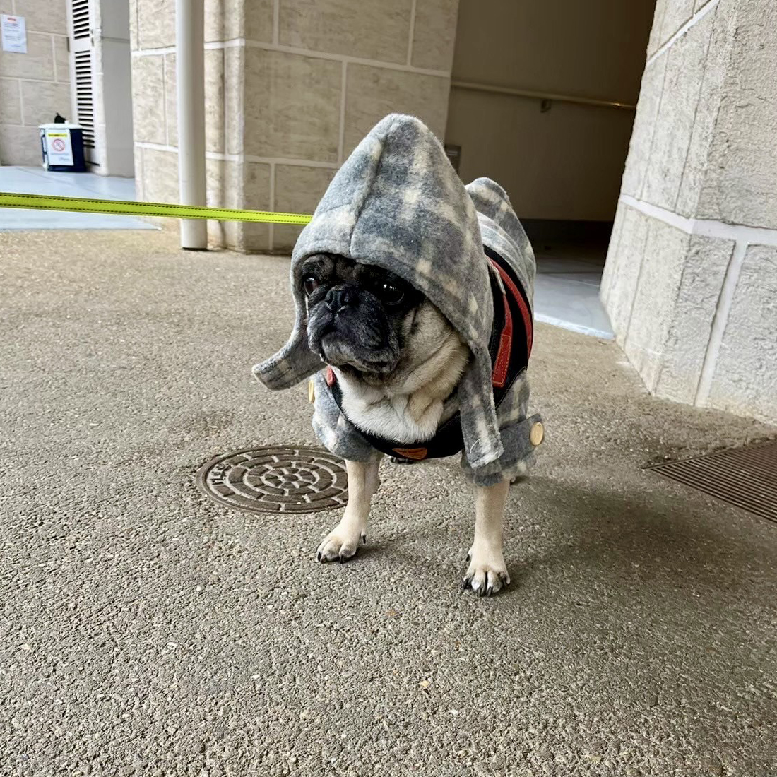 PUG - POKOTA